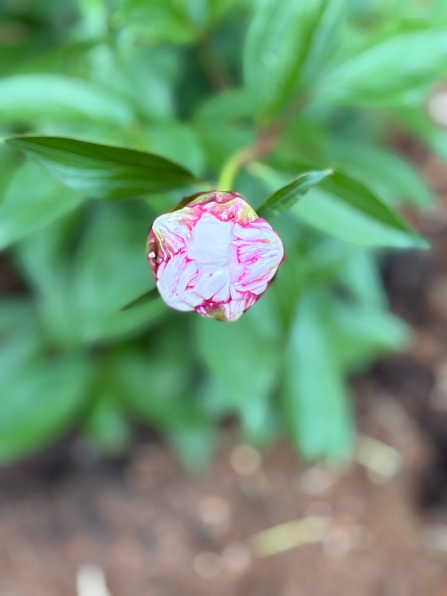 Thriving or surviving? – Liz Parkhurst